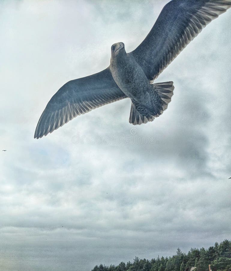 Fly high stock photo. Image of flying, soaring, cloudysky - 134349364