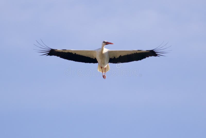 Soaring stork stock photo. Image of extended, wings, flying - 82396258