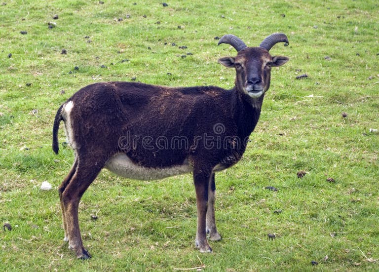 Soay Sheep stock image. Image of primitive, breed, lamb - 15666895