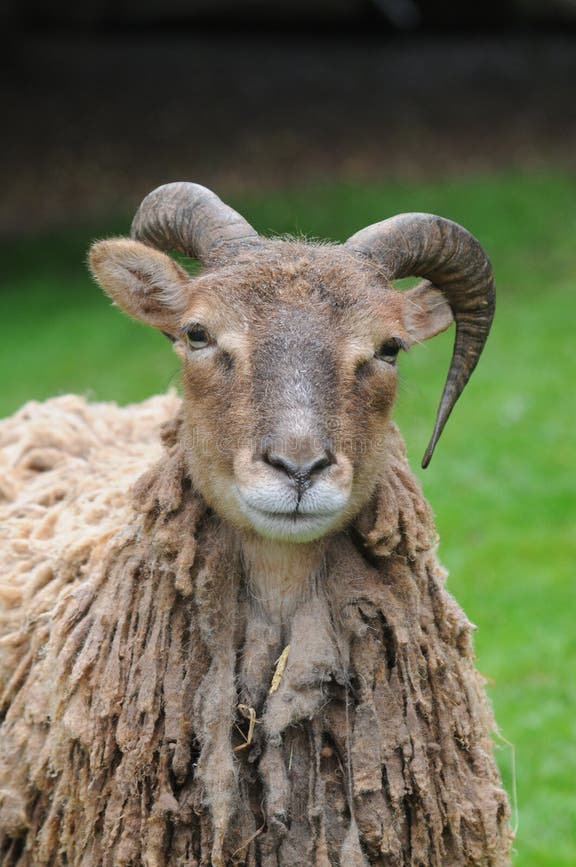 Soay Sheep stock photo. Image of breed, horn, livestock - 20971824