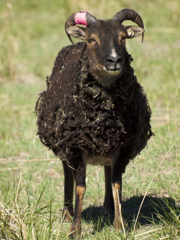 Soay Sheep stock photo. Image of farm, animal, pasture - 24630280