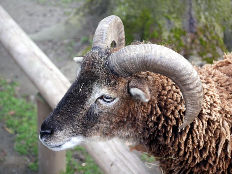 Soay sheep head stock photo. Image of face, fence, wool - 69214904