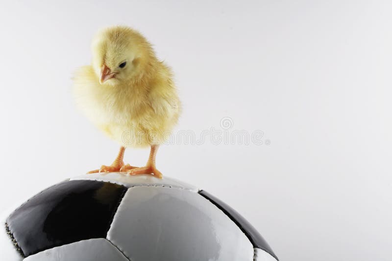 Soccer stock image. Image of champion, baby, happy, kicker - 806167