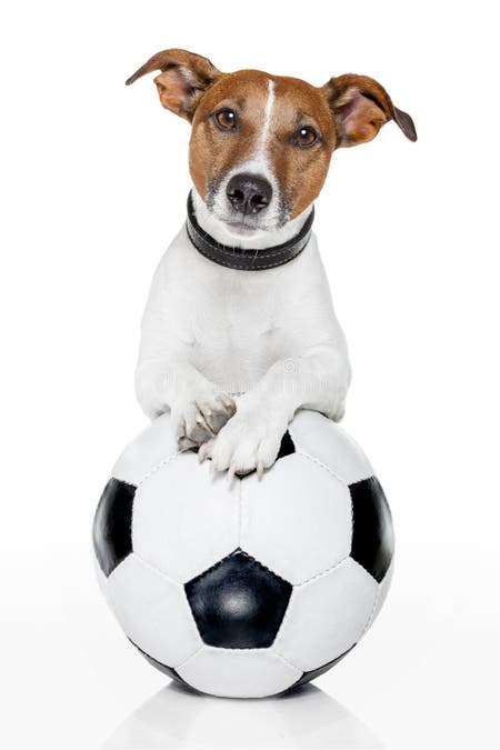 Soccer dog stock image. Image of cute, brown, exercise - 23868743