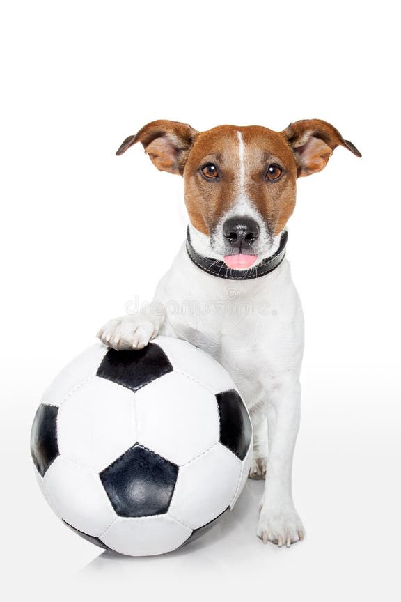 Soccer dog stock photo. Image of playful, practice, athletic - 23869250
