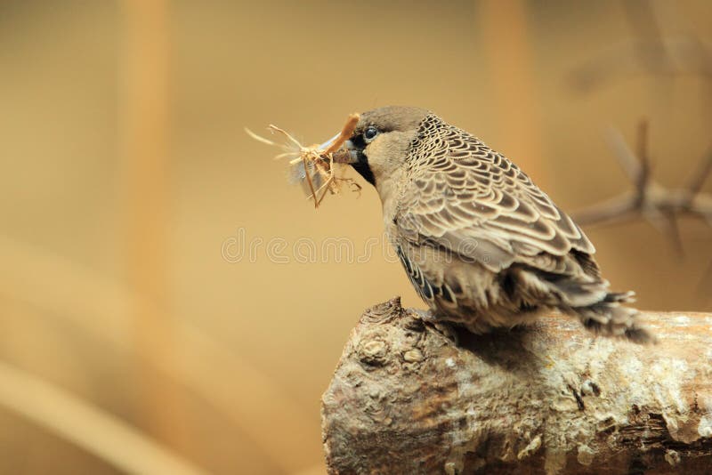 Sociable weaver stock photo. Image of philetairus, animal - 25836862