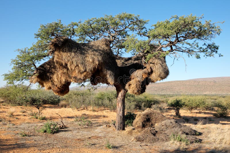 Sociable weaver nest stock photo. Image of nest, conservation - 8713526