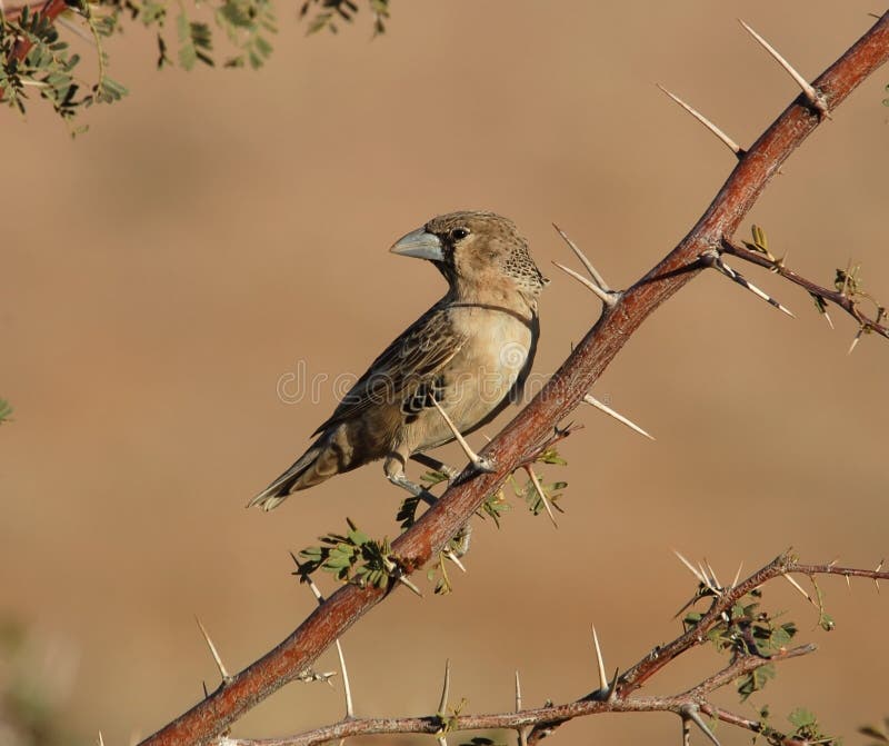 Sociable Weaver in Red Kalahari Desert Sand Stock Photo - Image of bird ...