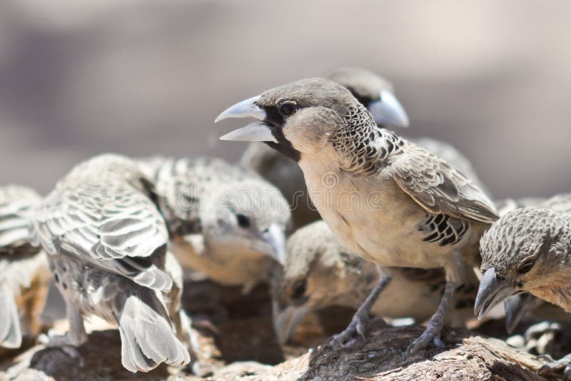 The Sociable Weavers nest stock image. Image of nest - 15762765