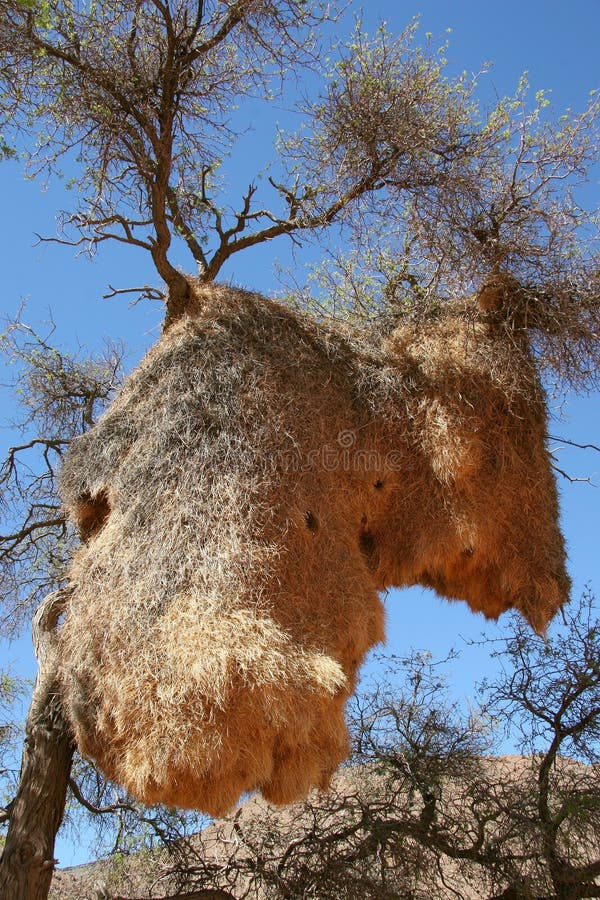 Sociable Weavers Nest, Namibia Stock Photo - Image of baya, fascinating ...