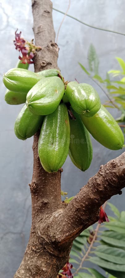 Vegetable Star Fruit or Belimbing Wuluh Which Tastes Very Sour Stock ...