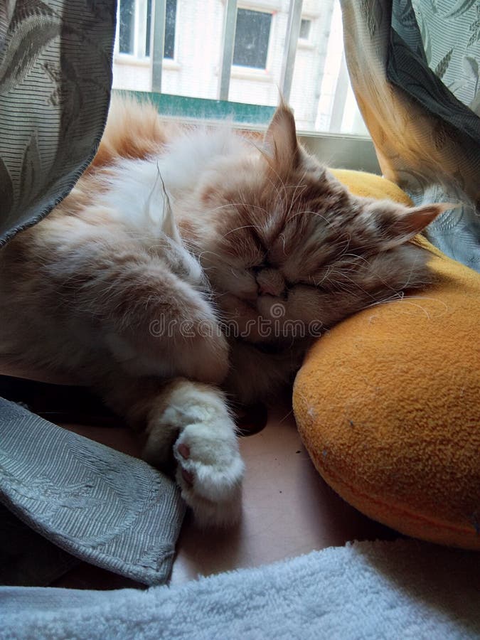 Social cat stock photo. Image of cute, social, relax - 150387192