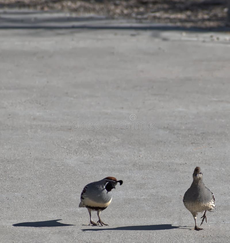 Social DIstancing in Bird Community Stock Photo - Image of outdoors ...