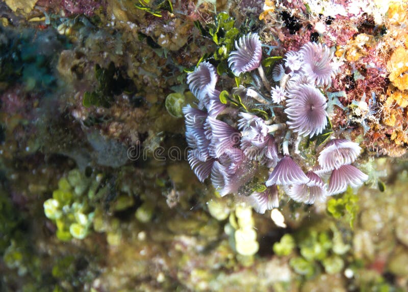 Social Feather Duster Worms Stock Photo - Image of feather, fragile ...