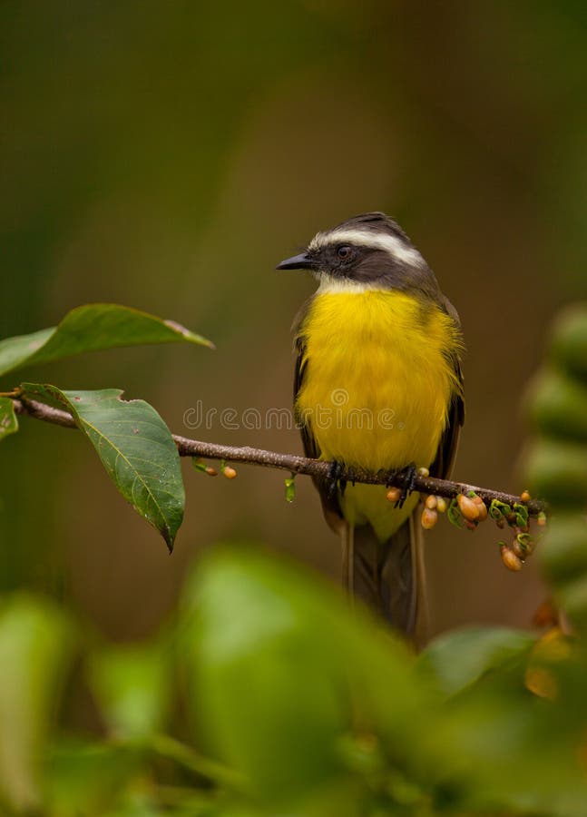The Social Flycatcher stock photo. Image of humid, alone - 20033898
