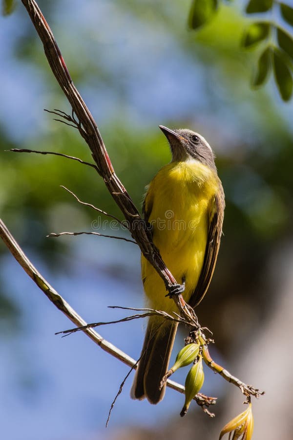 Social Flycatcher stock photo. Image of telephoto, rainforest - 70951586