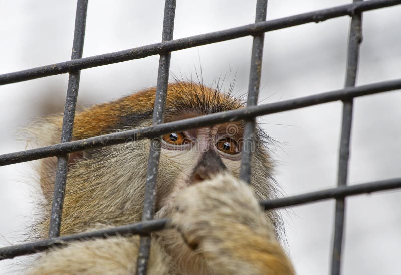 Social Portrait of Macaque Behind Bars, Save Animals Stock Photo ...