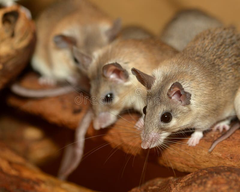 African Grass Rats Stock Photos - Free & Royalty-Free Stock Photos from ...