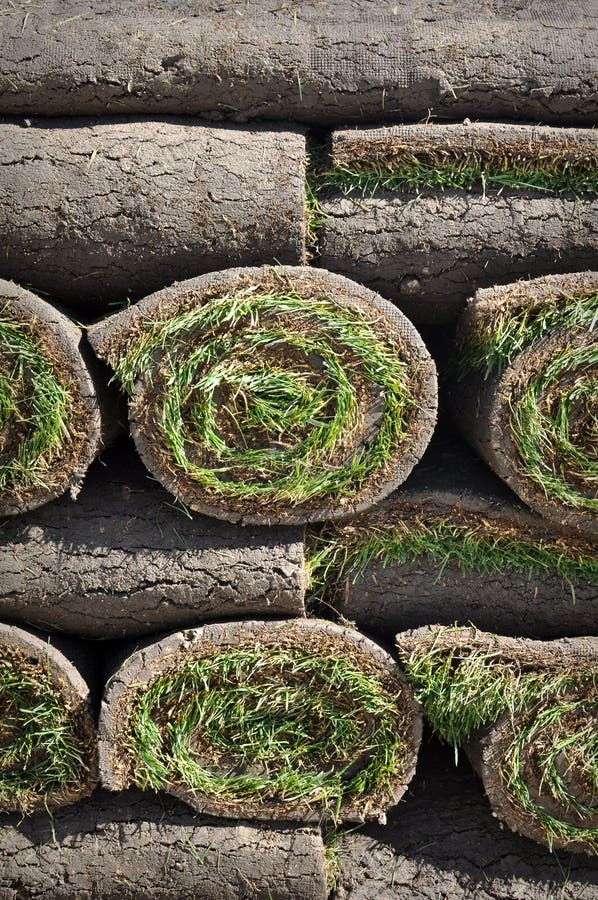 Sod Grass Background stock photo. Image of care, grass - 13437592