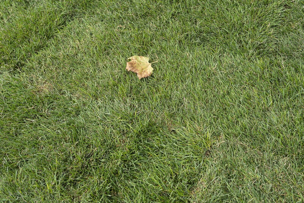 Sod for new lawn in a fall stock photo. Image of conservation - 229690010