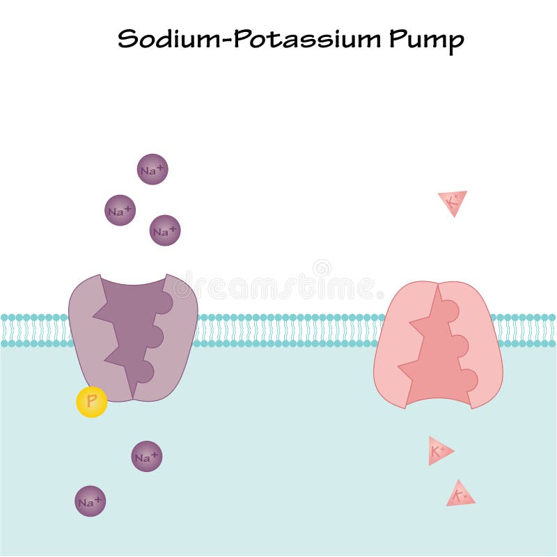 Sodium Potassium Pump Cycle