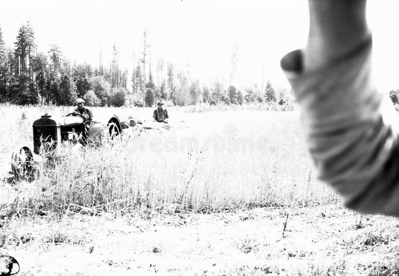 Soenens Flax Puller In Field Of Flax And Weeds Picture. Image: 224187917
