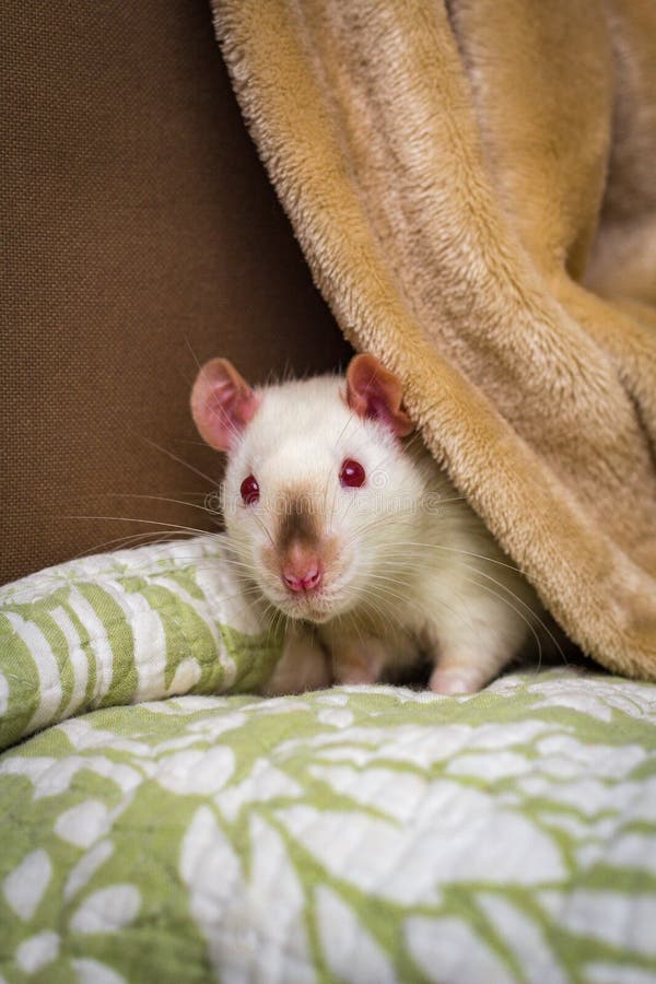 Fancy Pet Rat Sofa imagem de stock. Imagem de marfim - 145585783