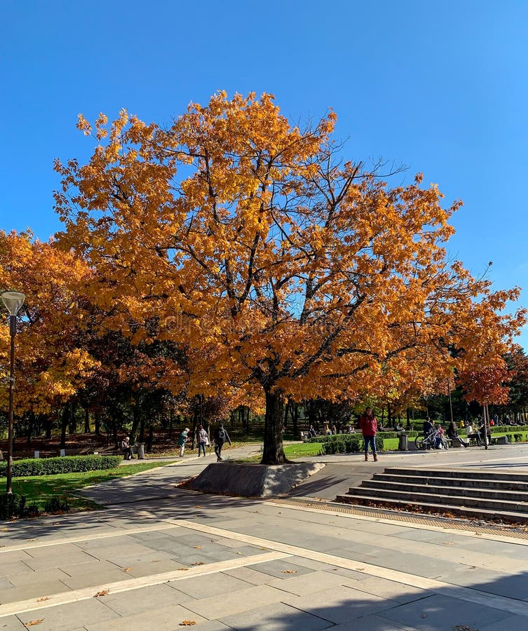2021 10 20 Sofia, Bulgaria. Beautiful Tree at NDK Park during Autunm ...