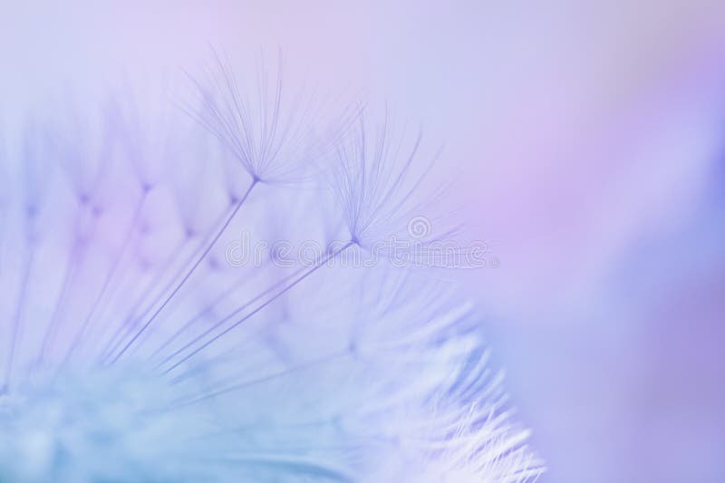 Soft Abstract Gradient Background , Abstract Dandelion Stock Image ...