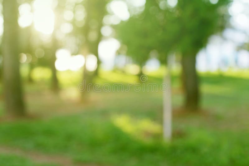 Soft Abstract Nature Background. Tree in Park Stock Image - Image of ...