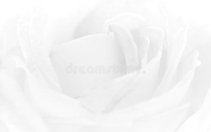 Soft of Abstract White and Gray Gradient Background, Closeup and Soft ...