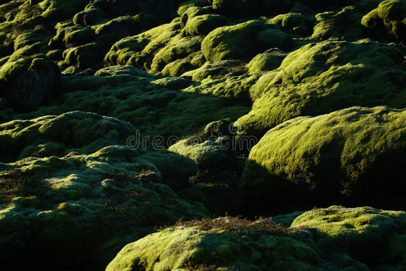 Arctic moss stock photo. Image of biology, colorful, surface - 16611796