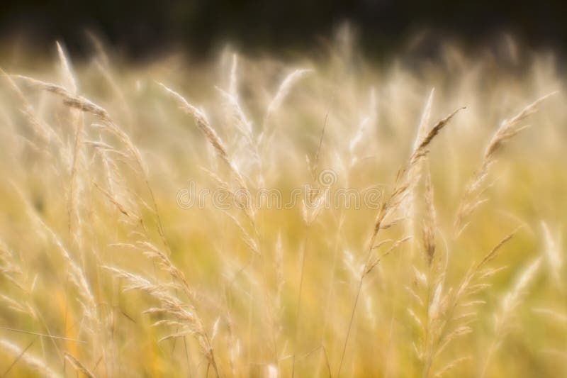 Soft Background Blur of Dry Grass in the Fall. Closeup of Wheat Ears ...