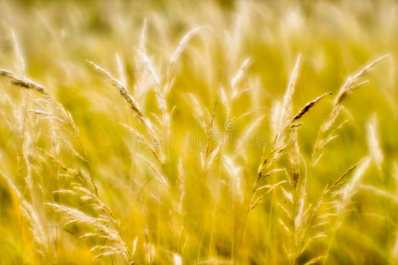 Soft Background Blur of Dry Grass in the Fall. Closeup of Wheat Ears ...