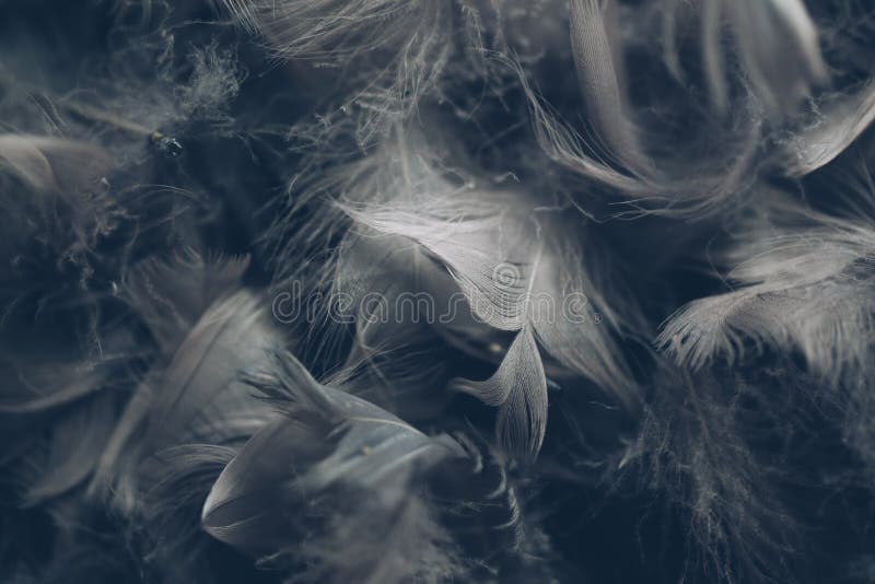 Soft Background with Grey Feathers Stock Image - Image of idea, fashion ...