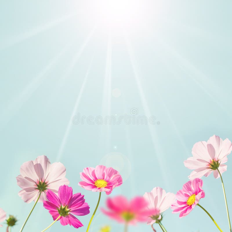 2,913 Pink Wallpaper Flower Bird Stock Photos - Free & Royalty-Free ...