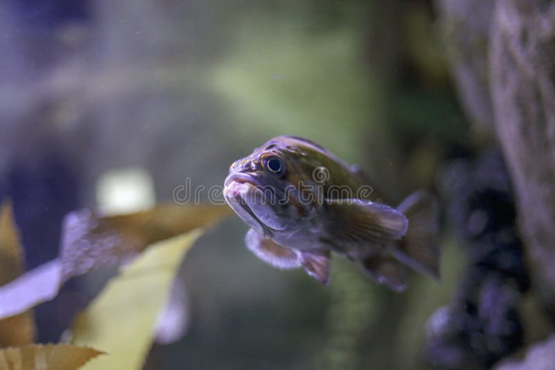 Soft backlit ocean fish stock photo. Image of animal - 227510718