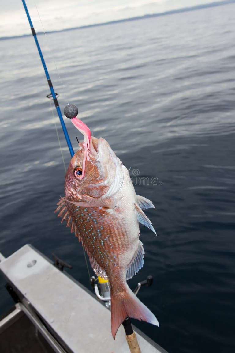 177 Snapper Line Stock Photos - Free & Royalty-Free Stock Photos from ...