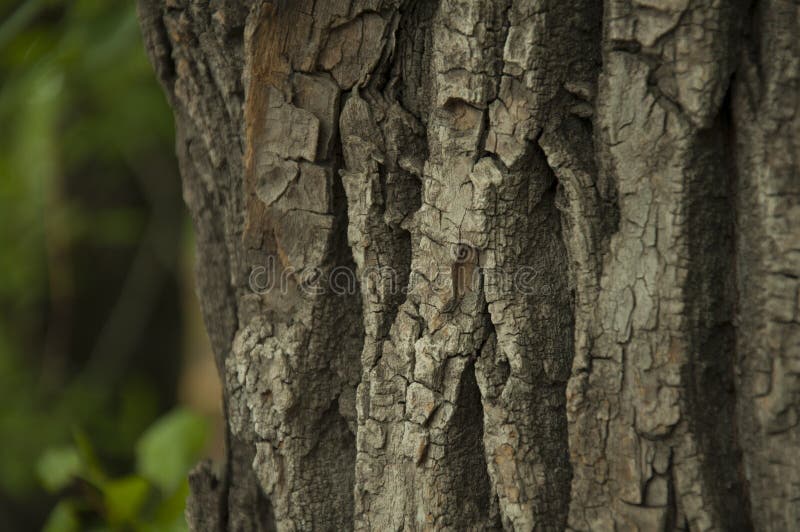 Soft bark stock photo. Image of soft, brown, gray, warm - 49486328
