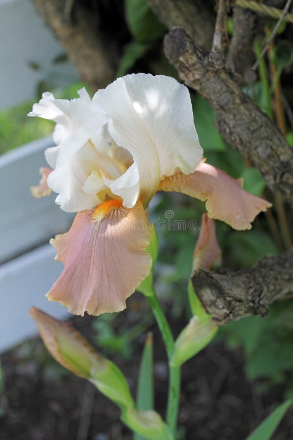 Soft bearded Iris stock image. Image of close, blub, pretty - 50658221