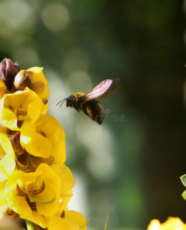 Soft bee stock photo. Image of tunnel, virginica, bare - 804152