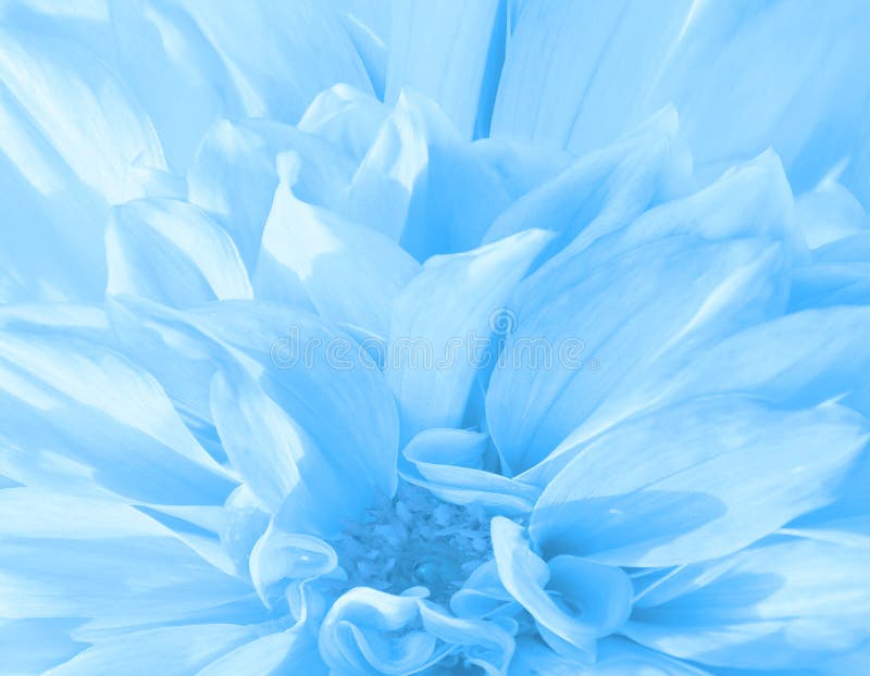 Soft Blue Flower Dahlia Background. Stock Photo - Image of soft ...