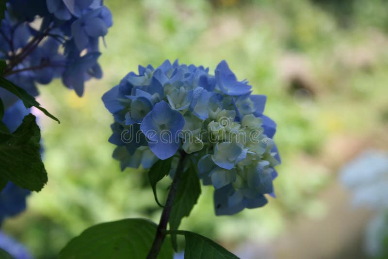 Soft Blue Hydrangea, Blue Flowering Bush Stock Photo - Image of blue ...