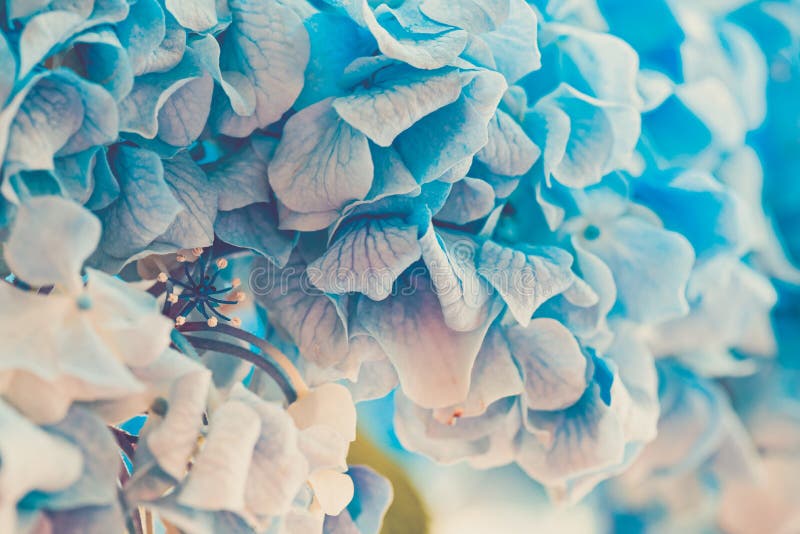 Soft blue Hydrangea stock image. Image of hydrangea - 114526797