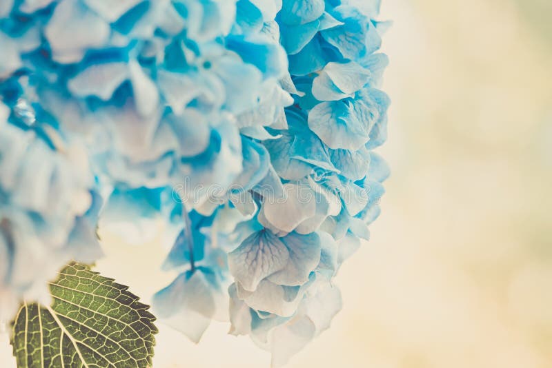 Soft blue Hydrangea stock photo. Image of hortensia - 114527188
