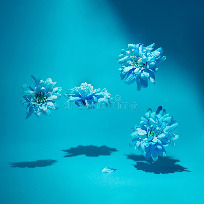 Soft Blue Spring Flowers Making Scene with Lights and Shadows. Nature ...