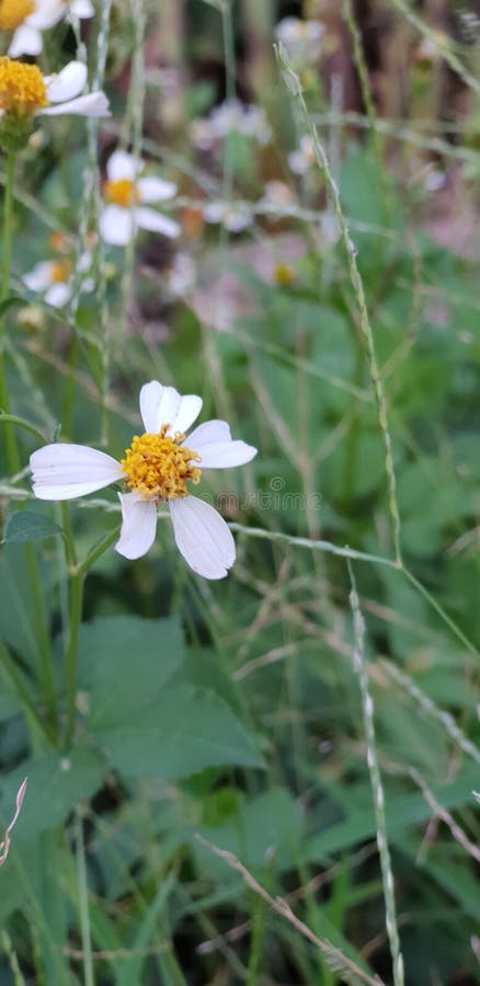 Soft blur small flower stock photo. Image of flower - 131910266