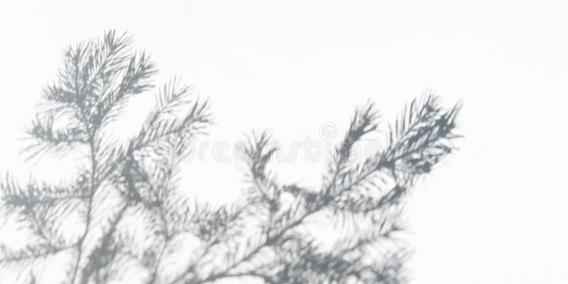 Soft Blurred Shadow Fir Tree Branches White Background Stock Photos ...
