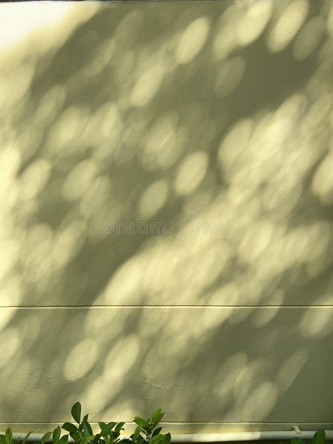 Soft, Blurred Shadows of Leaves and Branches are Cast on a Beige Wall ...