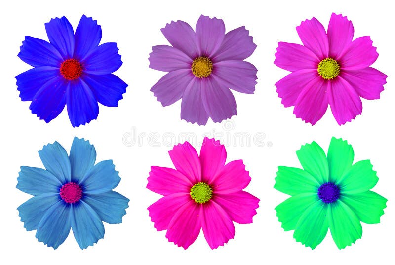 Soft and Blurry Cosmo Flowers Isolate on White Background the Flowers ...